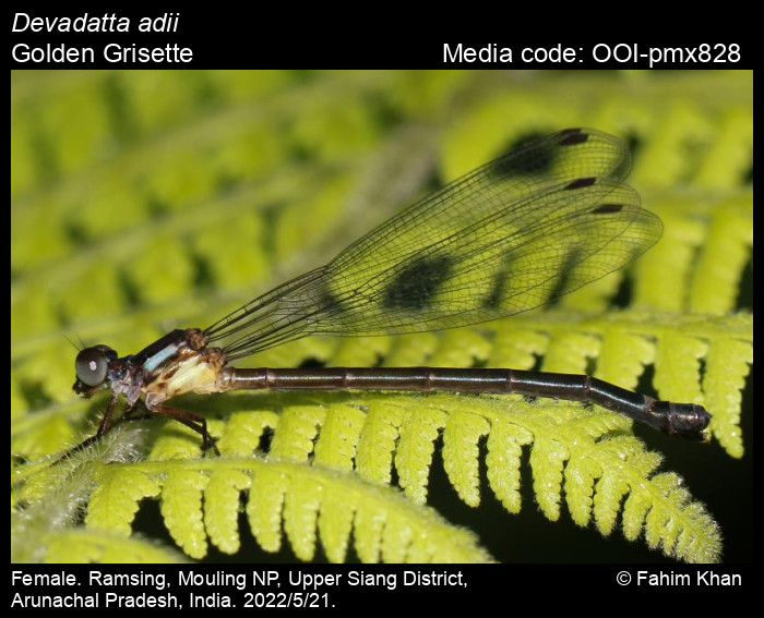 Devadatta adii | Odonata